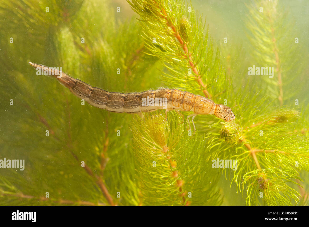 Diving Beetle (Cybister lateralimarginalis) larva, Broek op Langedijk ...