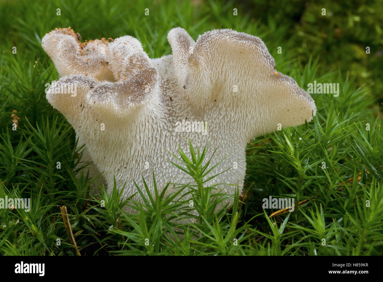 Toothed Jelly Fungus (Pseudohydnum gelatinosum) mushroom, Veluwe ...