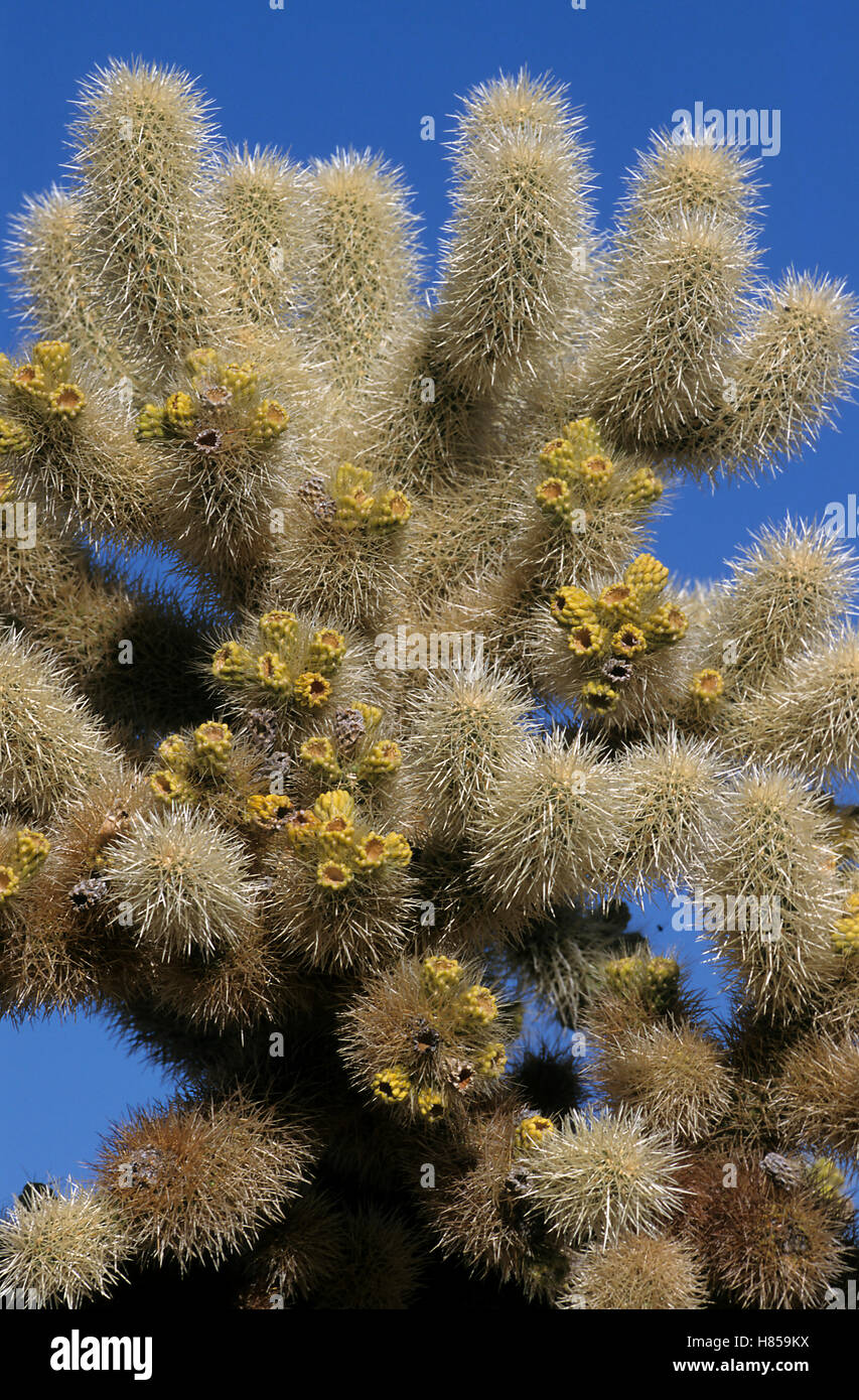 Jumping Cholla Cactus (Opuntia fulgida), Joshua Tree National Park ...