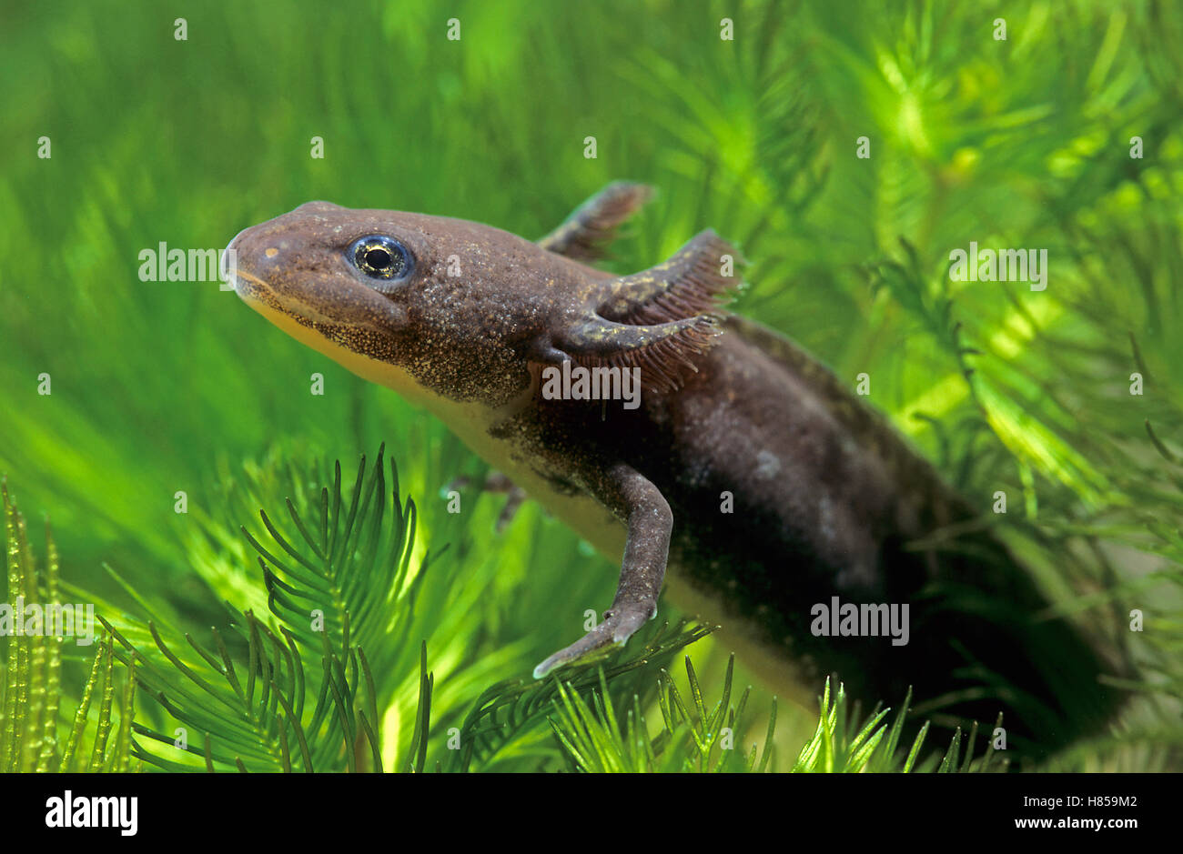 Alpine Newt (Ichthyosaura alpestris), Netherlands Stock Photo - Alamy