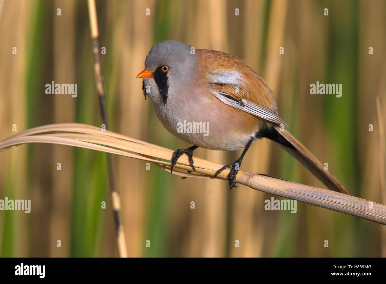 Bearded Tit (Panurus biarmicus) male, Van, Turkey Stock Photo - Alamy