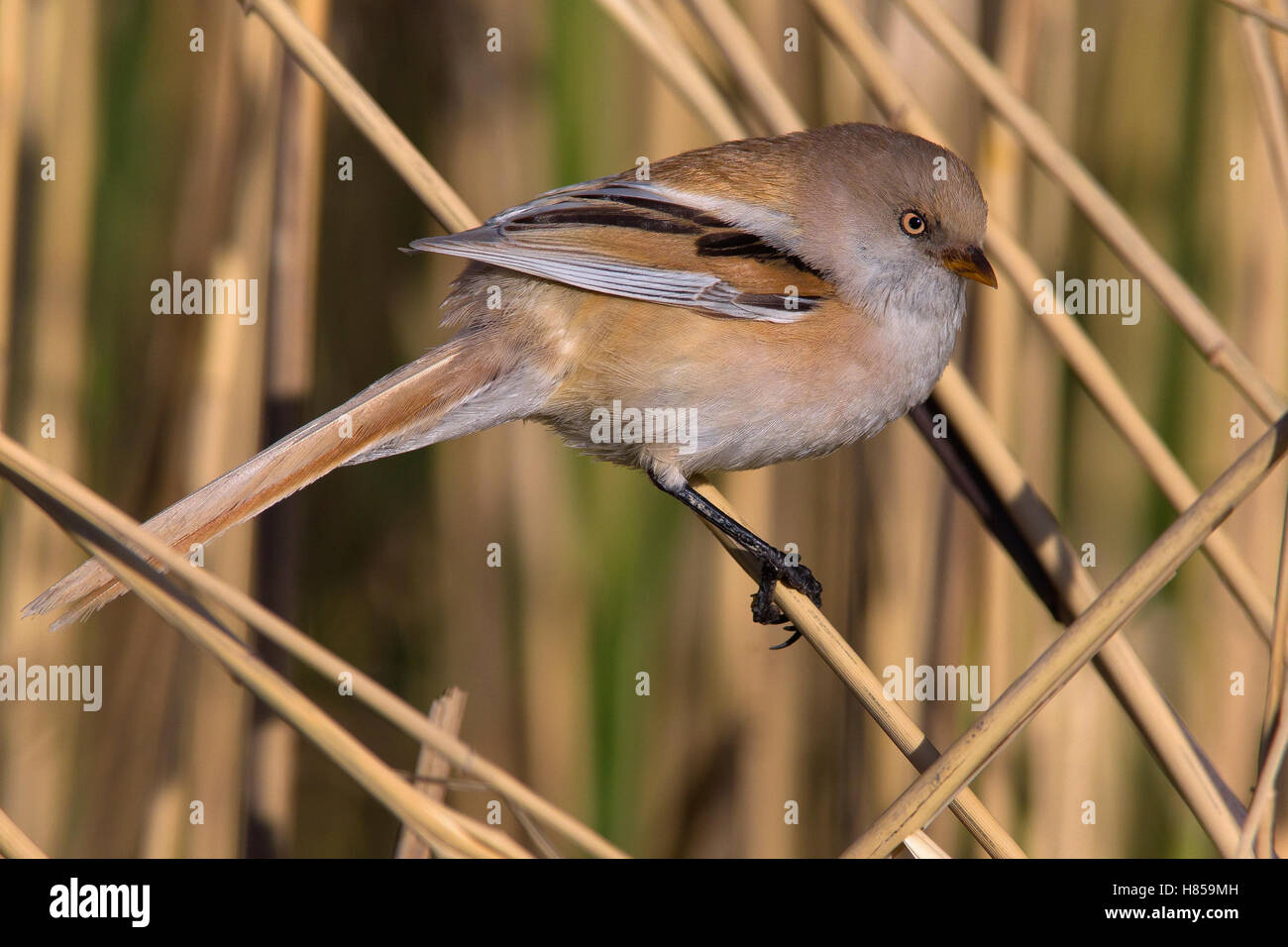 Bearded Tit (Panurus biarmicus) female, Van, Turkey Stock Photo - Alamy
