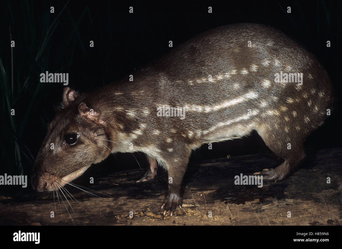 Lowland Paca (Cuniculus paca) at night, Guyana Stock Photo - Alamy