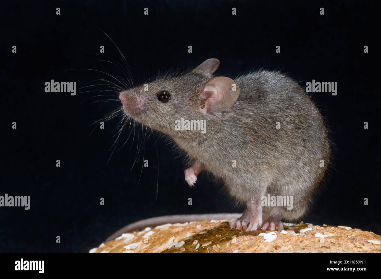 House Mouse (Mus musculus) on bread, Ede, Netherlands Stock Photo - Alamy