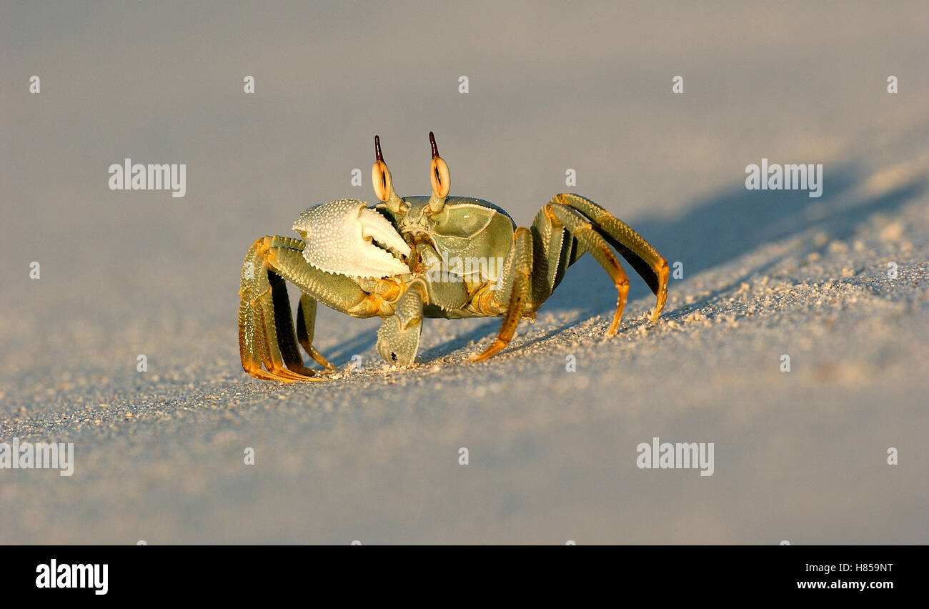 Ghost Crab (Ocypode sp) on beach, Seychelles Stock Photo - Alamy
