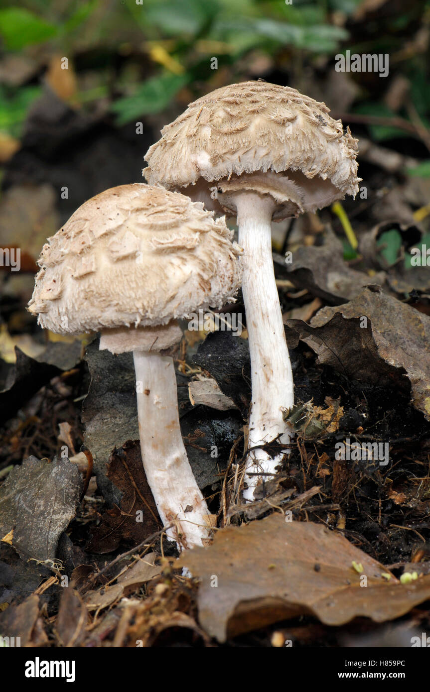 Shaggy Parasol (Chlorophyllum rachodes) mushrooms, Boxtel, Netherlands ...