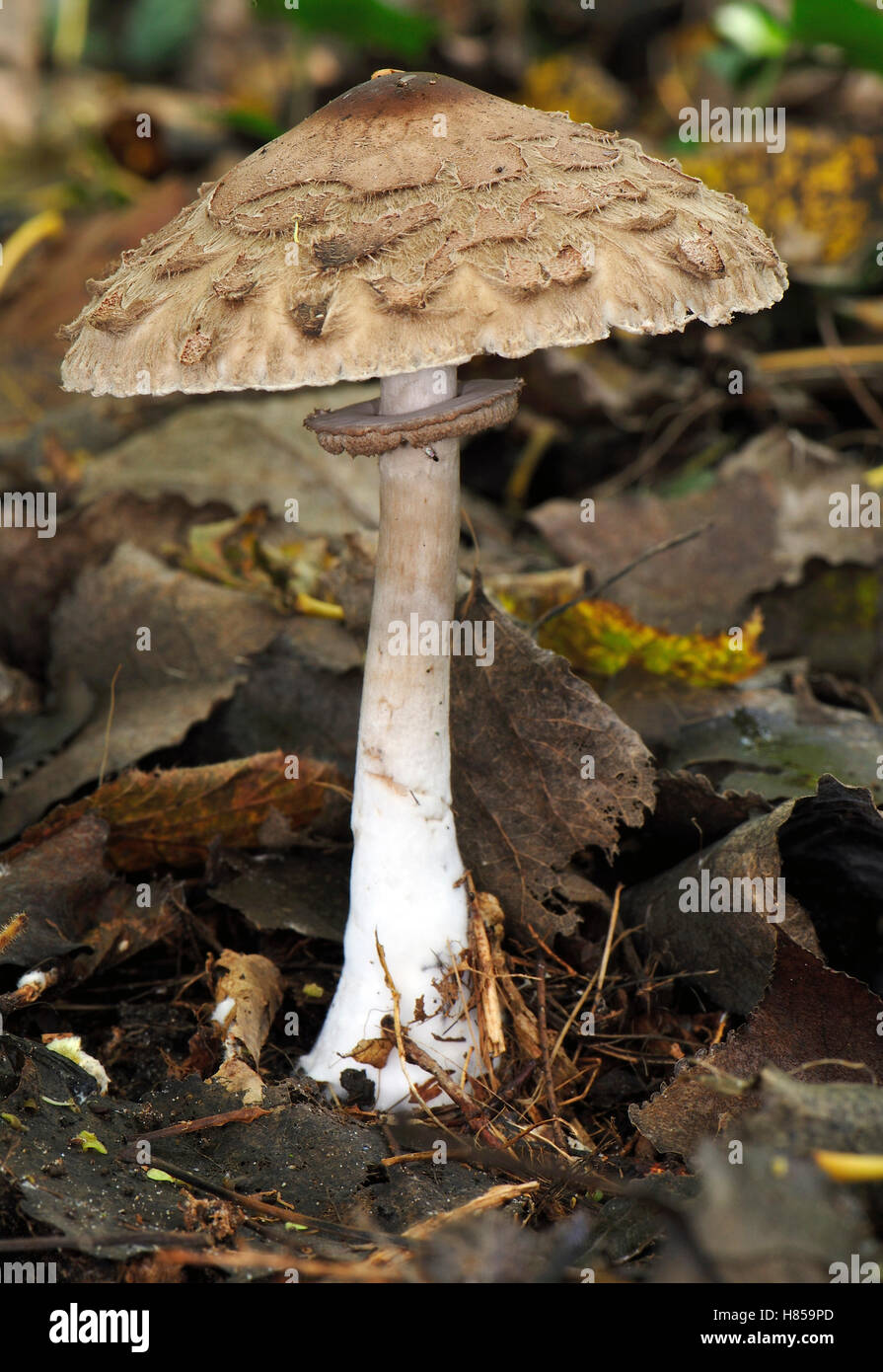 Shaggy Parasol (Chlorophyllum rachodes) mushroom, Boxtel, Netherlands ...