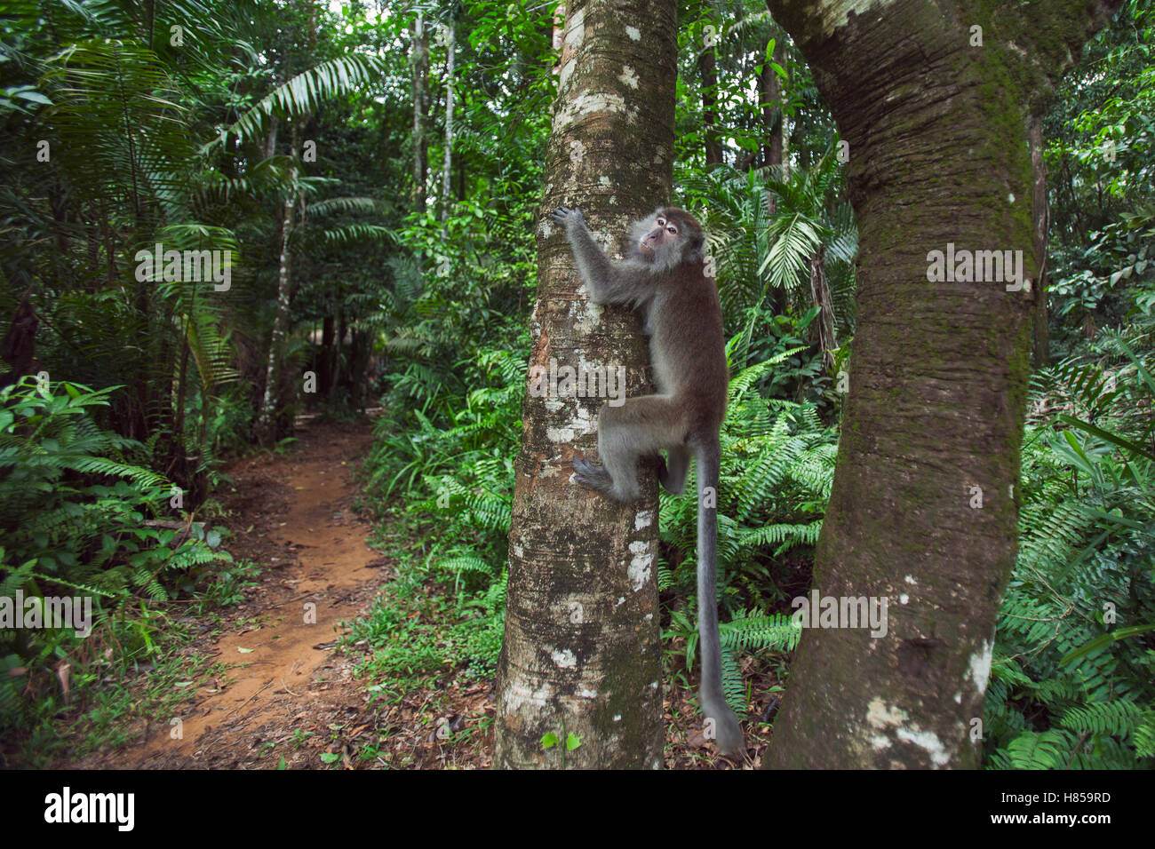 Long-tailed Macaque (Macaca fascicularis) female climbing down a tree ...