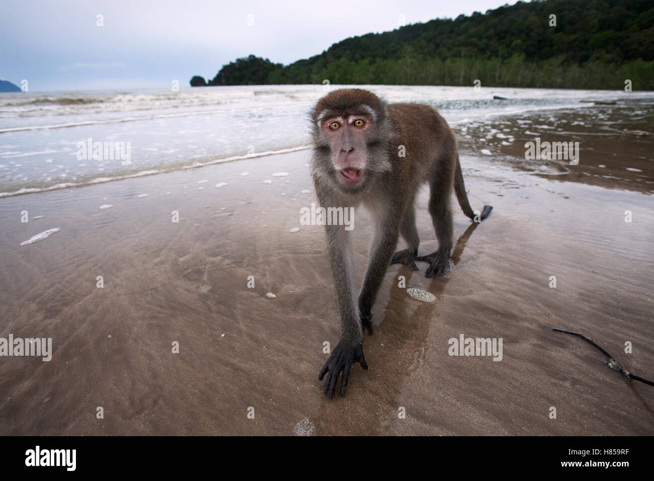 Long-tailed Macaque (Macaca fascicularis) subadult male on beach, Bako ...