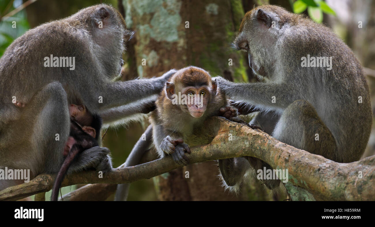 Long-tailed Macaque (Macaca fascicularis) females grooming juvenile ...