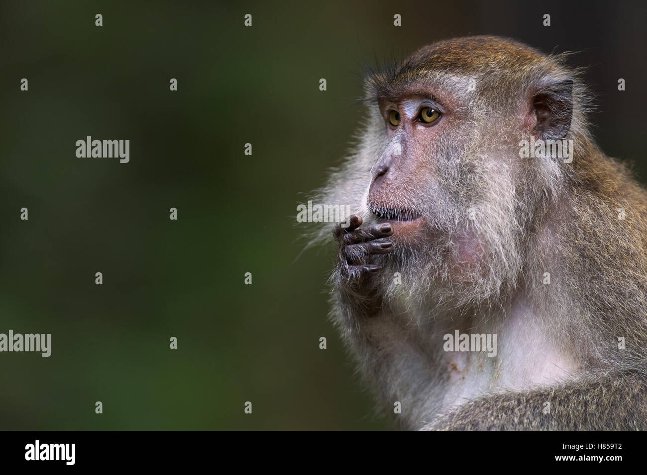 Long-tailed Macaque (Macaca fascicularis) female, Bako National Park ...