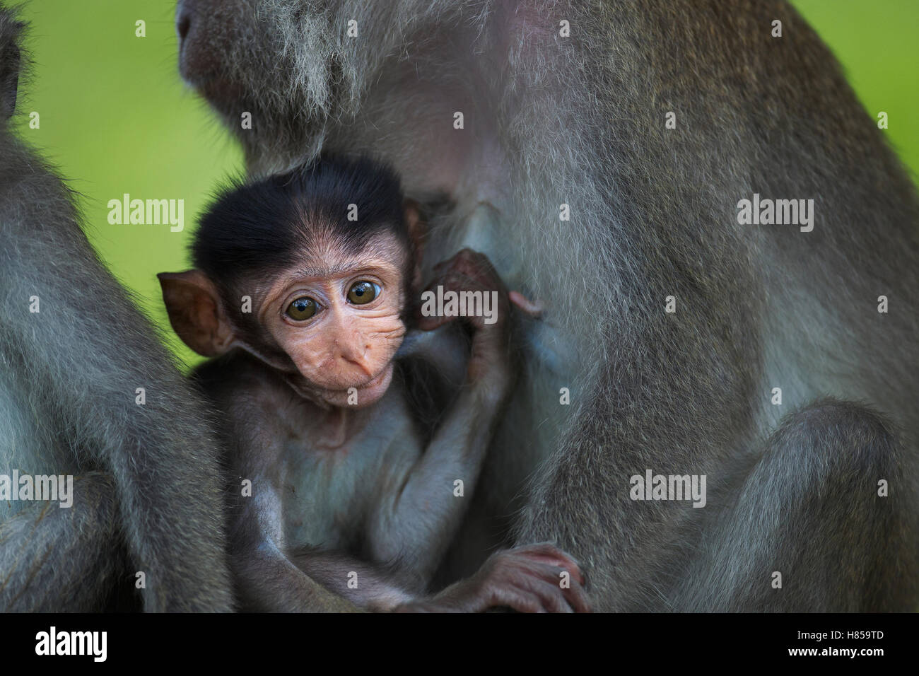Long-tailed Macaque (Macaca fascicularis) baby nursing, Bako National ...