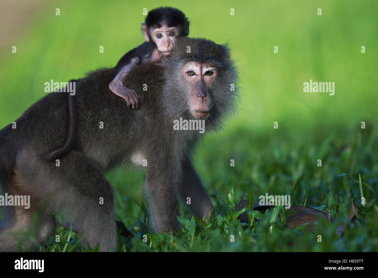 Long-tailed Macaque (Macaca fascicularis) baby sitting on its mothers ...