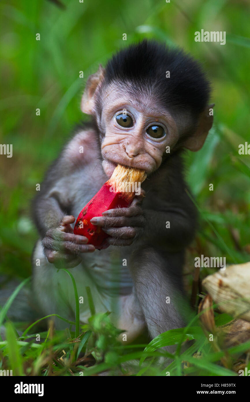 Long-tailed Macaque (Macaca fascicularis) baby feeding on fruit of ...