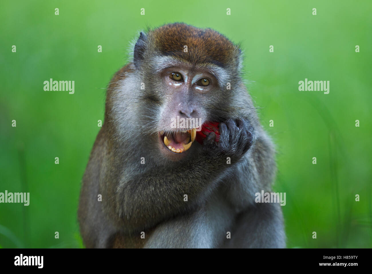 Long-tailed Macaque (Macaca fascicularis) male feeding on the fruit of ...