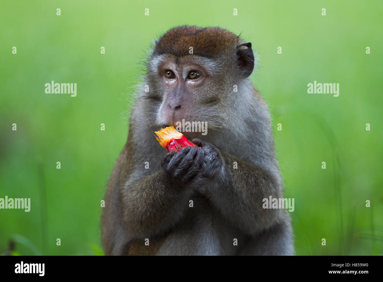 Long-tailed Macaque (Macaca fascicularis) male feeding on the fruit of ...