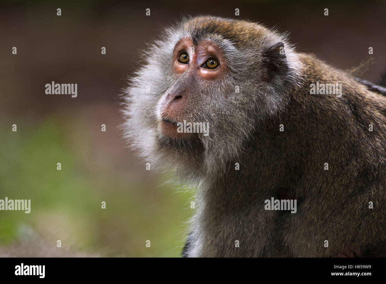 Long-tailed Macaque (Macaca fascicularis) female, Bako National Park ...