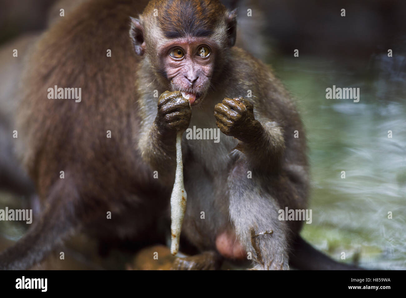 Long-tailed Macaque (Macaca fascicularis) juvenile feeding on frog eggs ...