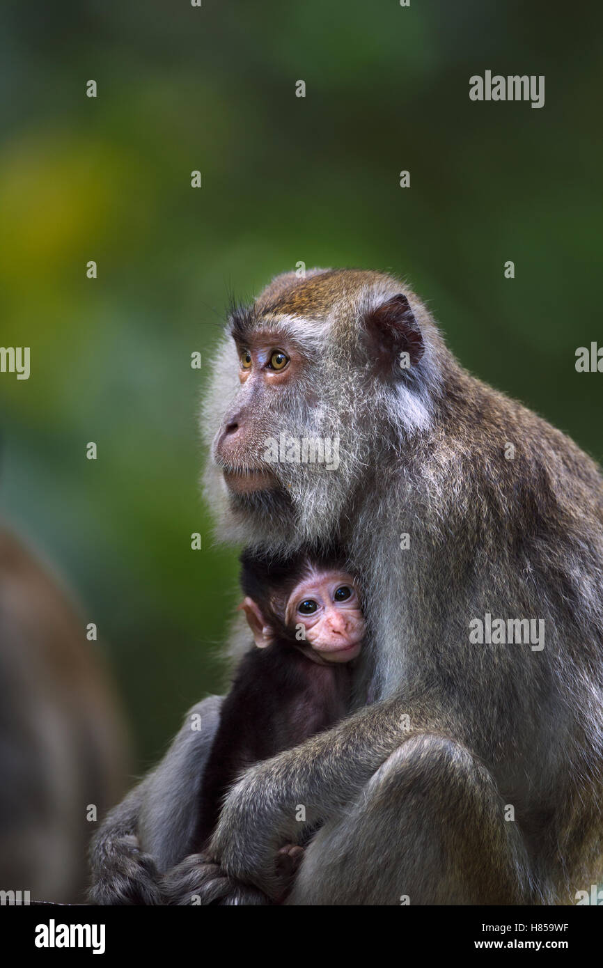 Long-tailed Macaque (Macaca fascicularis) female holding her baby, Bako ...