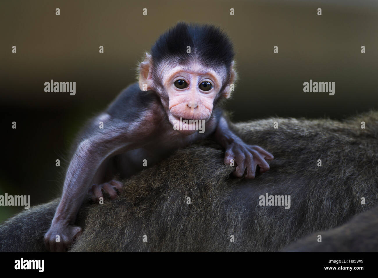 Long-tailed Macaque (Macaca fascicularis) baby climbing on its mother's ...