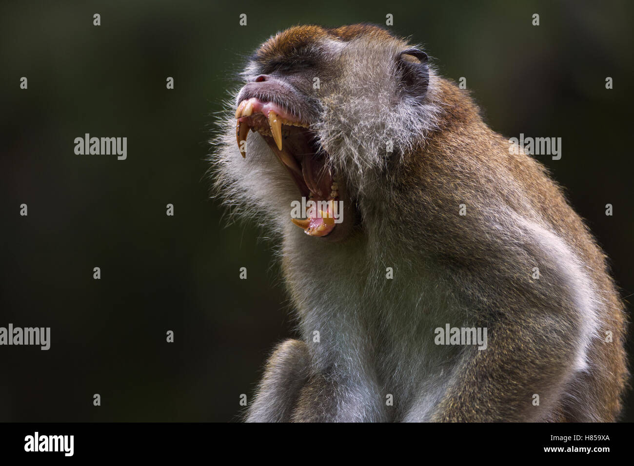Long-tailed Macaque (Macaca fascicularis) male yawning in threat ...