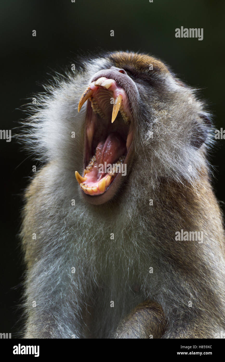 Long-tailed Macaque (Macaca fascicularis) male yawning in threat ...