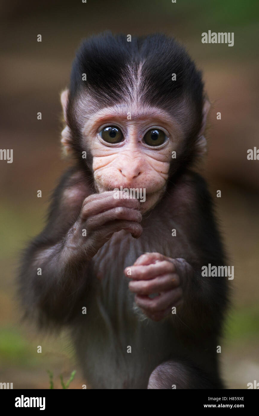 Long-tailed Macaque (Macaca fascicularis) baby, Bako National Park ...