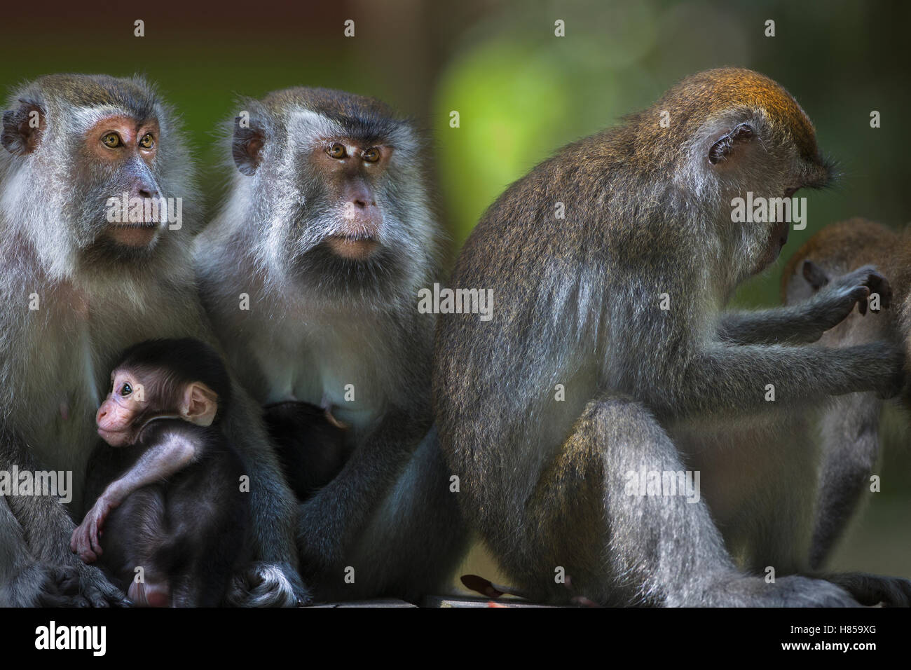 Long-tailed Macaque (Macaca fascicularis) mother and nursing baby ...
