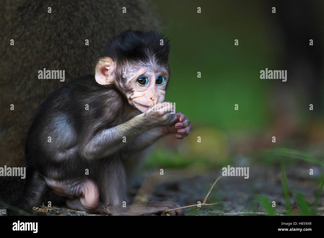 Long-tailed Macaque (Macaca fascicularis) baby huddling near mother ...