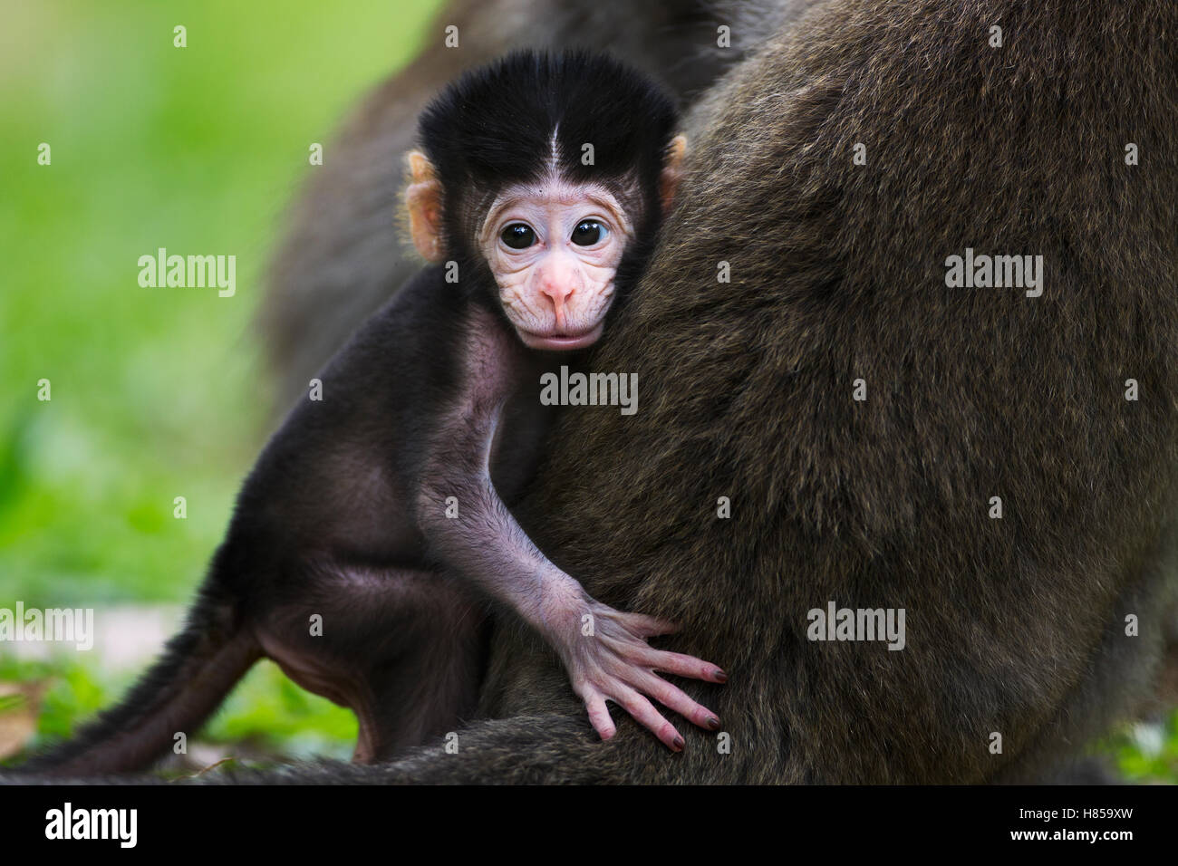 Long-tailed Macaque (Macaca fascicularis) baby clinging to its mother ...
