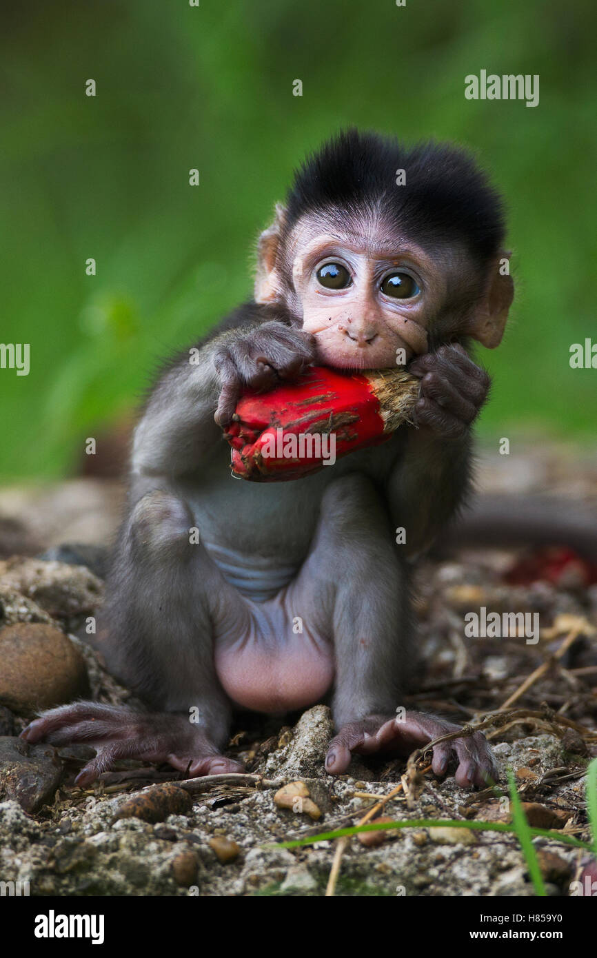 Long-tailed Macaque (Macaca fascicularis) baby feeding on fruit of ...
