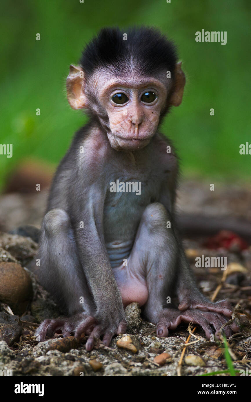 Long-tailed Macaque (Macaca fascicularis) baby, Bako National Park ...