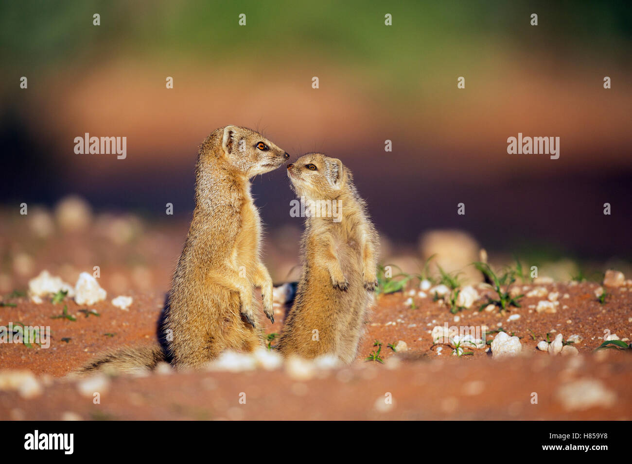Yellow Mongoose (Cynictis penicillata) parent and young at burrow ...