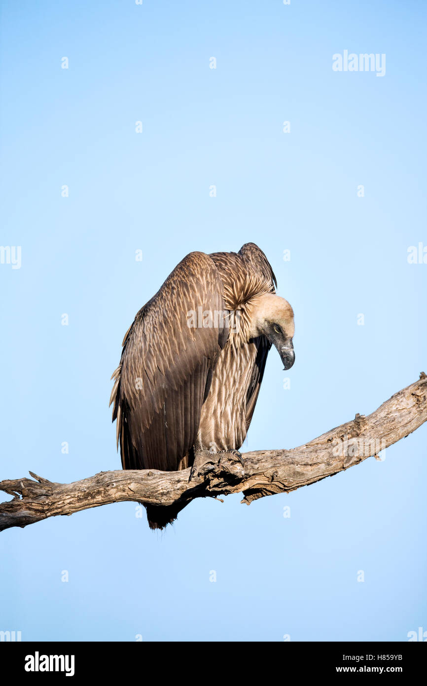 White-backed Vulture (Gyps africanus), South Africa Stock Photo - Alamy