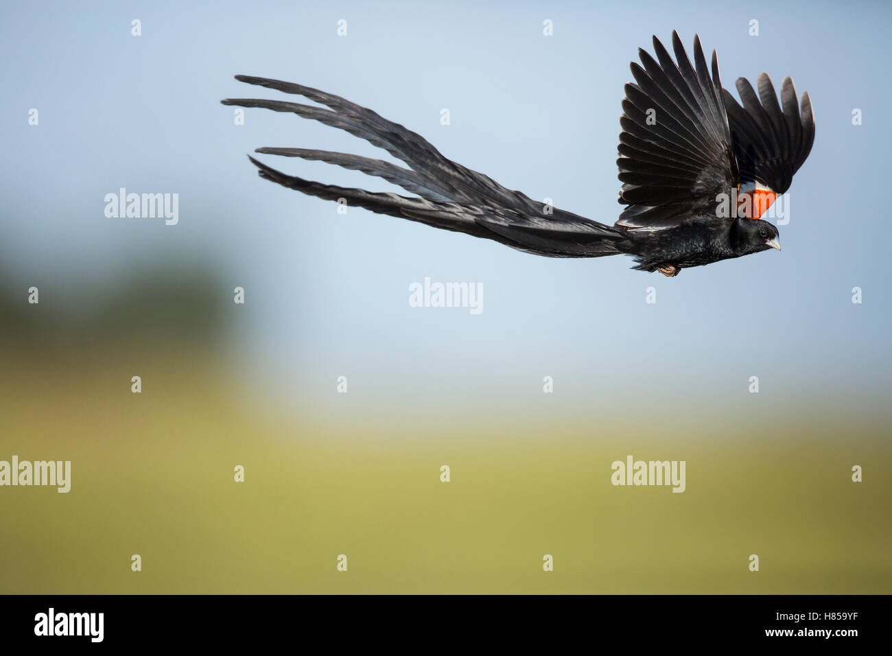 Long-tailed Widow (Euplectes progne) male flying, Rietvlei Nature ...