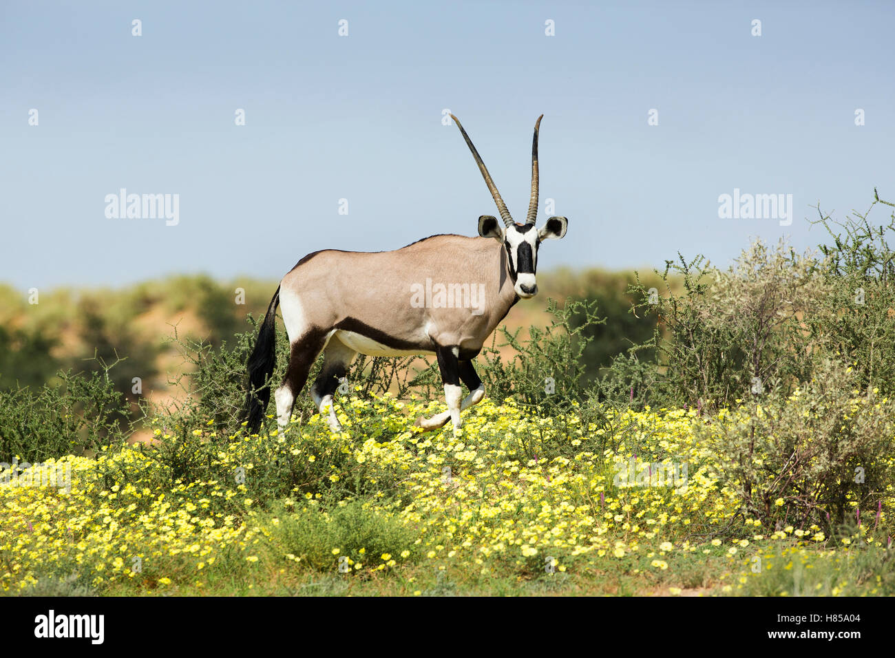 Oryx (Oryx gazella) male, Kgalagadi Transfrontier Park, South Africa ...