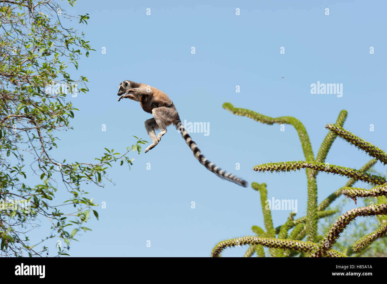 Ring-tailed Lemur (Lemur catta) mother with baby leaping between trees ...
