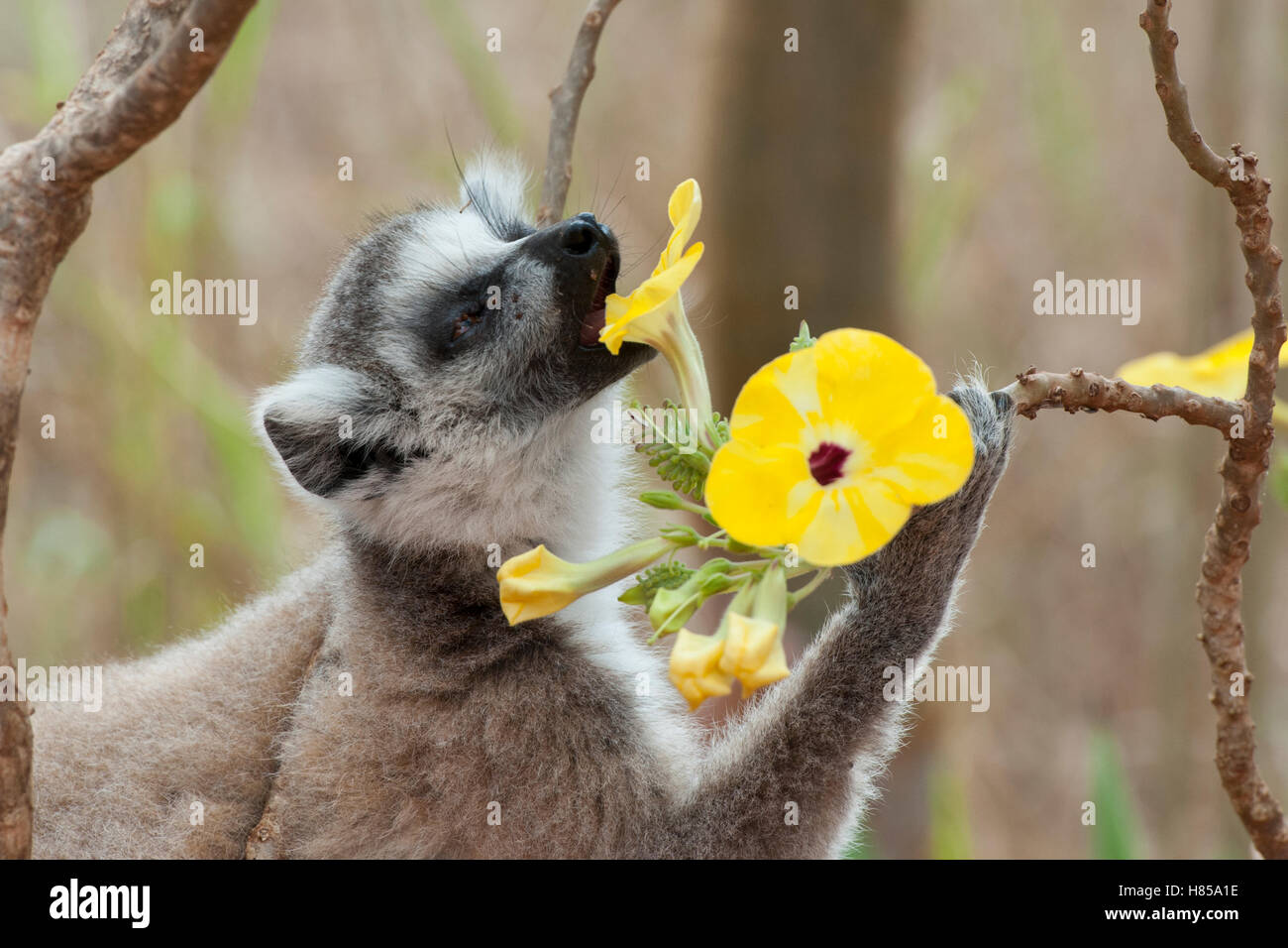 Ring-tailed Lemur (Lemur catta) eating flower, Berenty Private Reserve ...