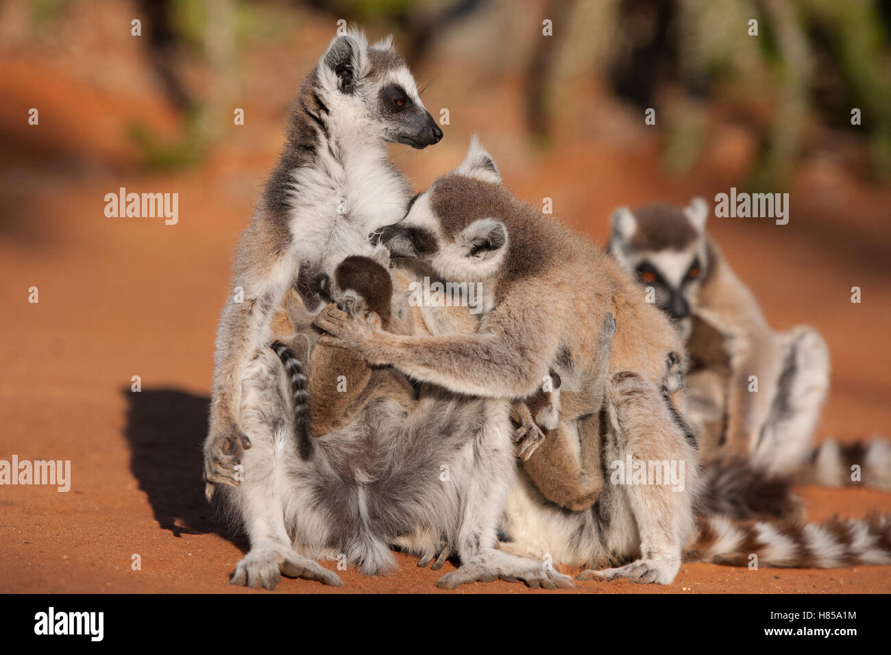 Ring-tailed Lemur (Lemur catta) female grooming another female's baby ...