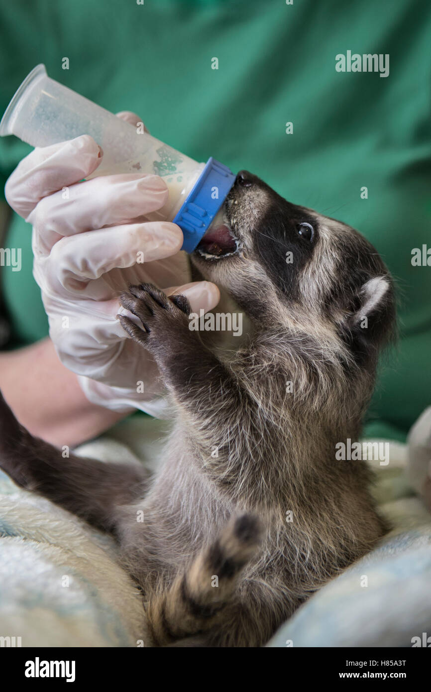 Raccoon (Procyon lotor) orphaned baby bottle-feeding in foster home ...