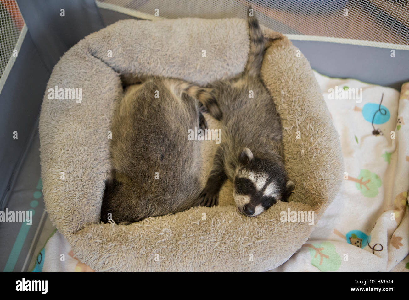 Raccoon (Procyon lotor) orphaned babies in bed at foster home, WildCare ...