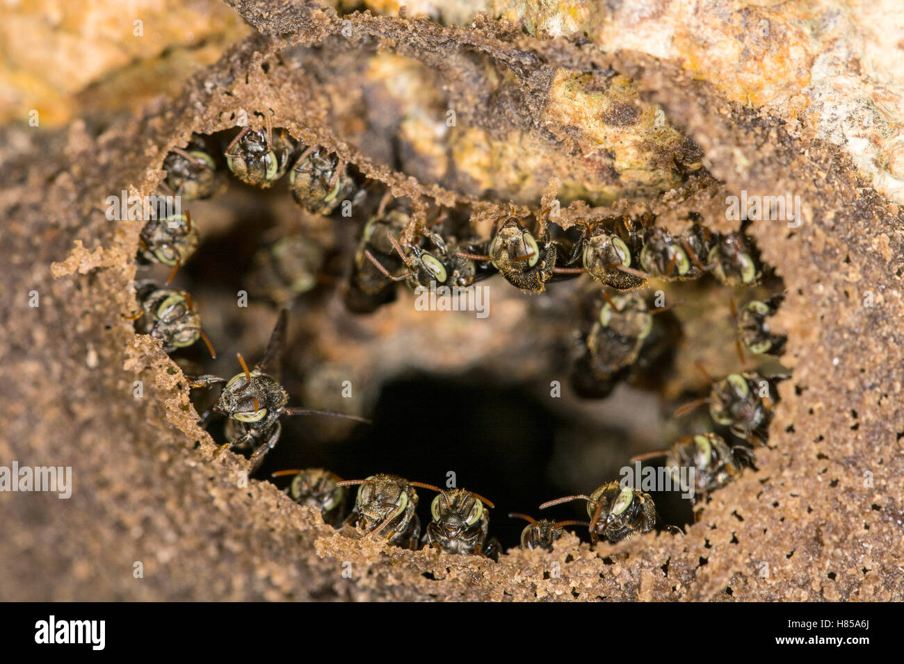 Stingless Bees (Meliponini) at nest, Cockscomb Basin Wildlife Sanctuary ...