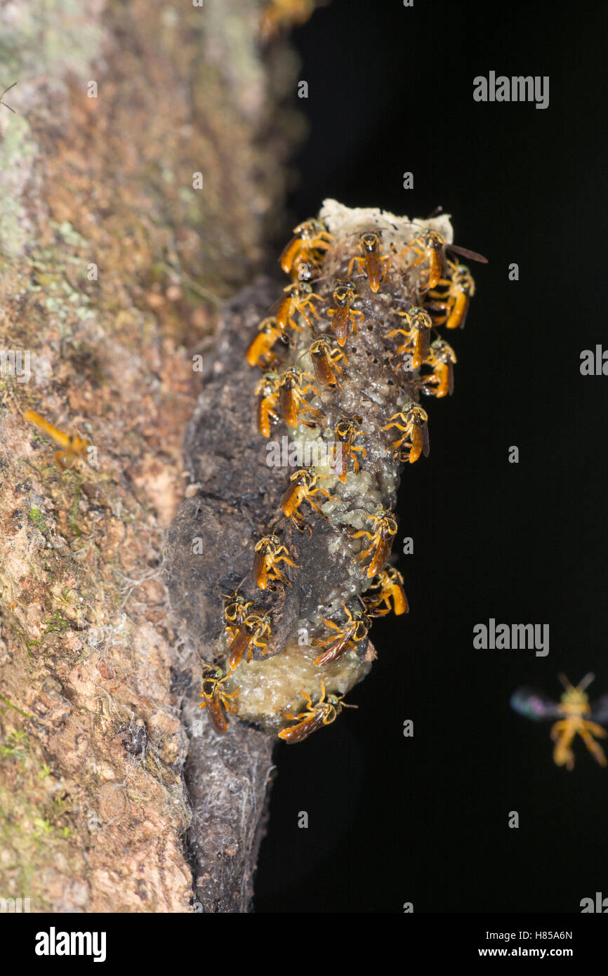 Stingless Bee (Meliponini) nest, Cockscomb Basin Wildlife Sanctuary ...