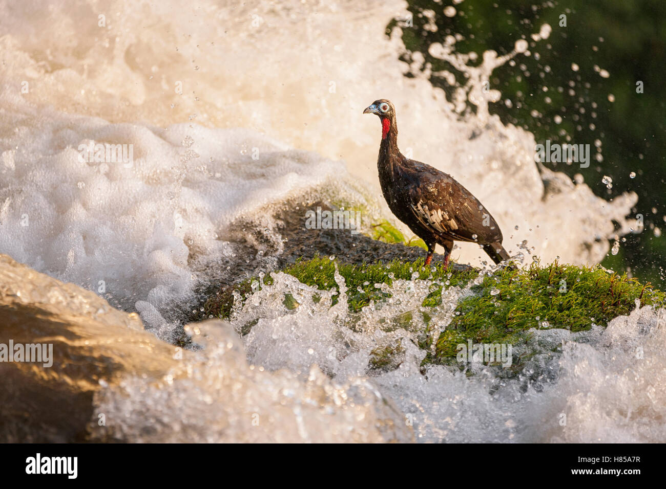 Black-fronted Piping Guan (Pipile jacutinga) feeding on moss at upper ...