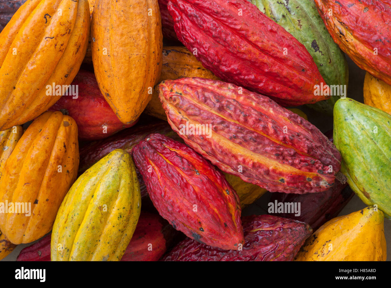 Cocoa (Theobroma cacao) fruits, Ilheus, Brazil Stock Photo - Alamy