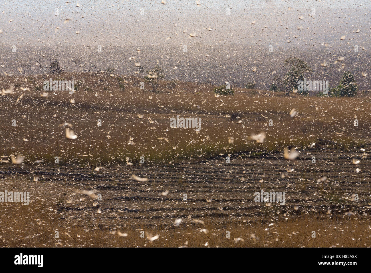 Migratory Locust (Locusta migratoria capito) swarm flying and passing ...