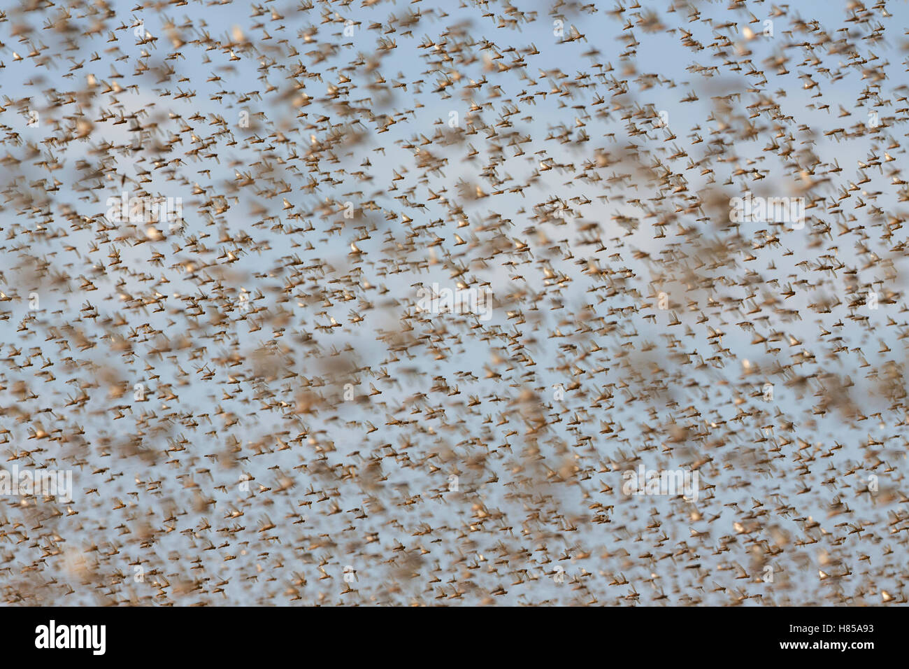 Migratory Locust (Locusta migratoria) swarm flying, Isalo National Park ...