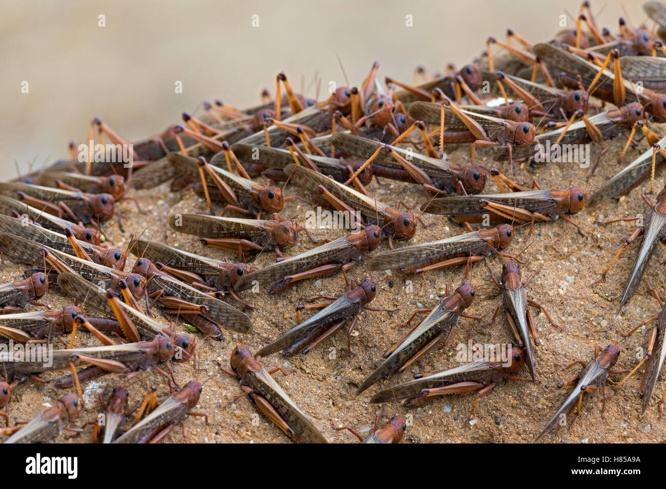 Migratory Locust (Locusta migratoria) warming up on termite mound, near ...