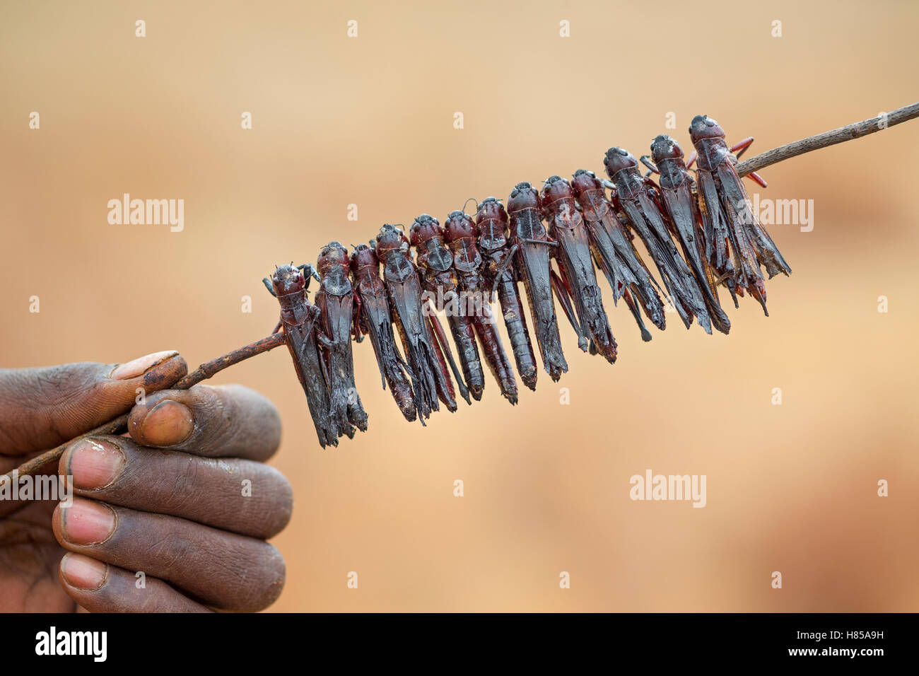 Migratory Locust (Locusta migratoria) being prepared for consumption by ...