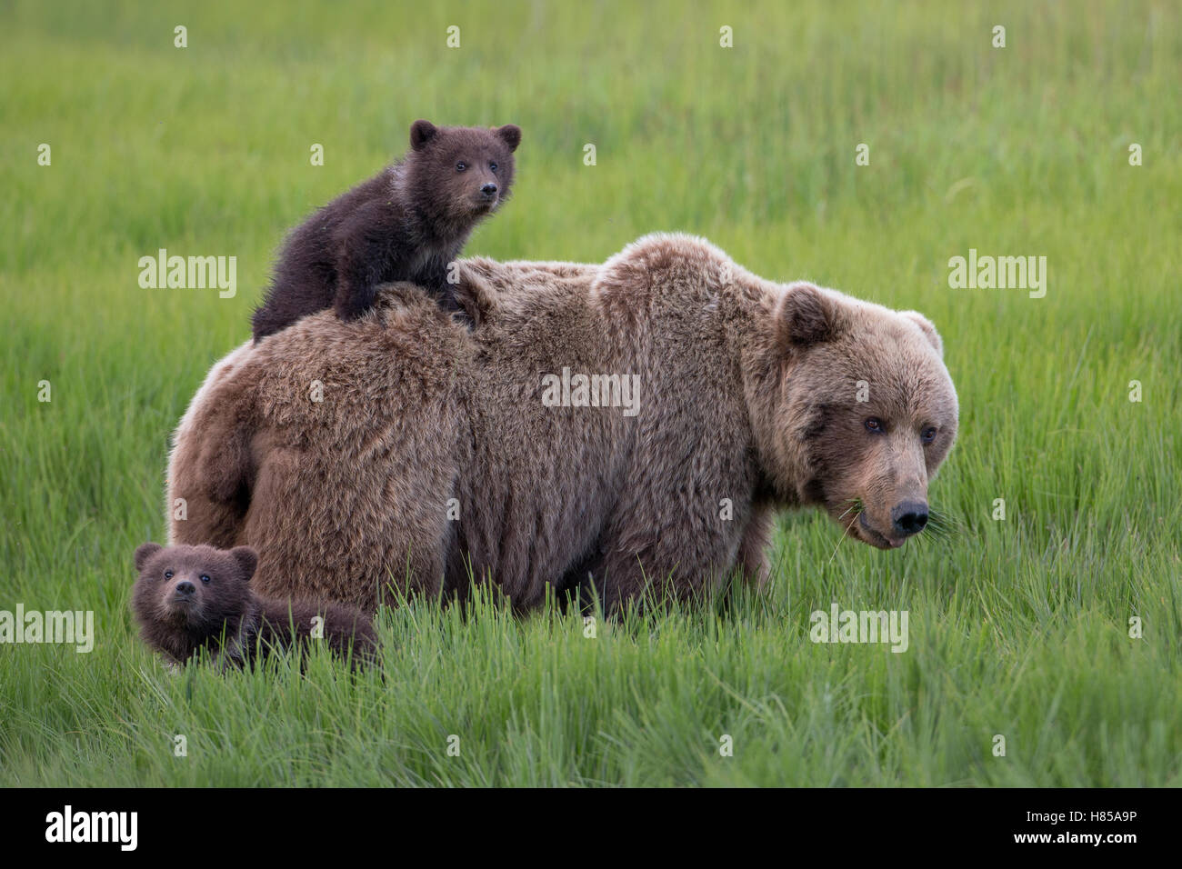 Grizzly Bear (Ursus arctos horribilis) mother and cubs in grass, Lake ...